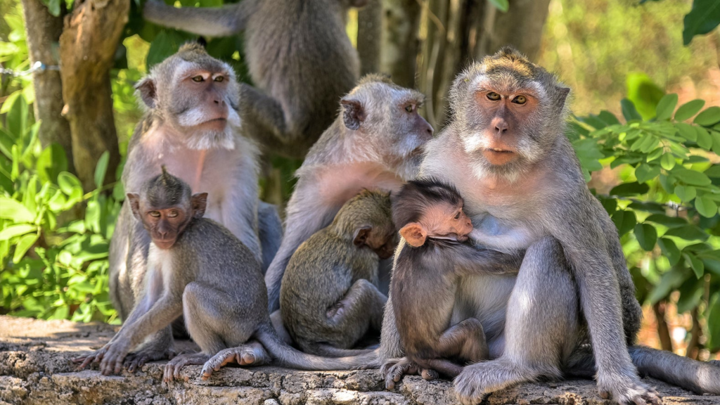 Exploring the Enchanting Monkey Forest in Ubud - Bali Work Group